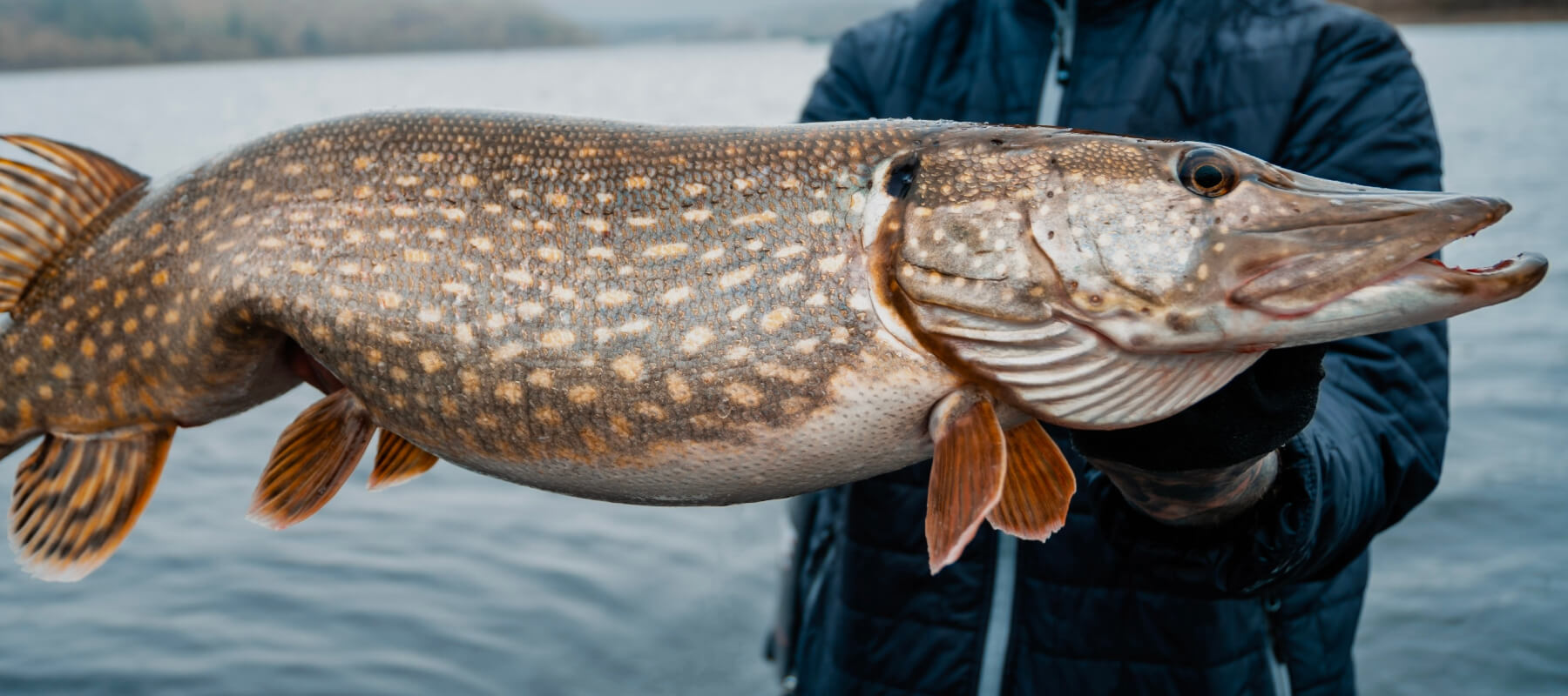 Im Winter auf Hecht angeln Technik, Köder & Tipps! – JAEGER
