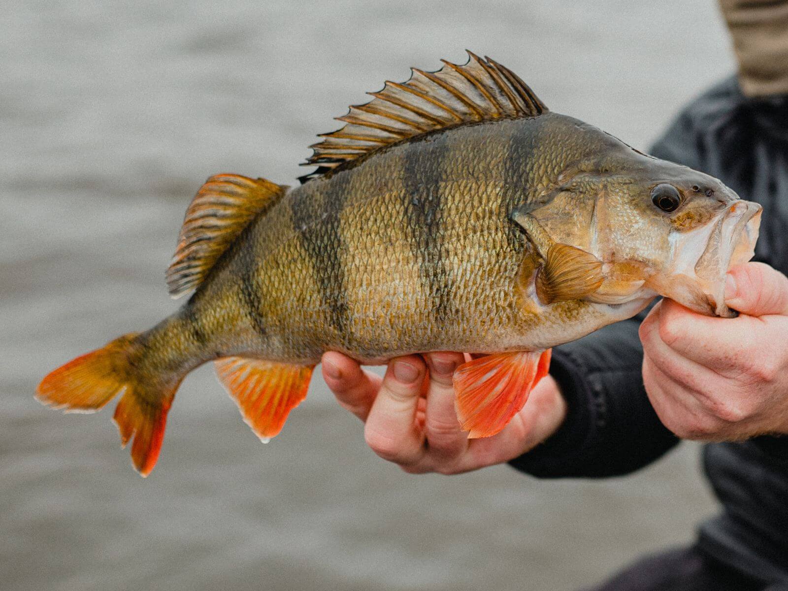 Barsch Equipment für maximalen Angelerfolg | JAEGER Fishing